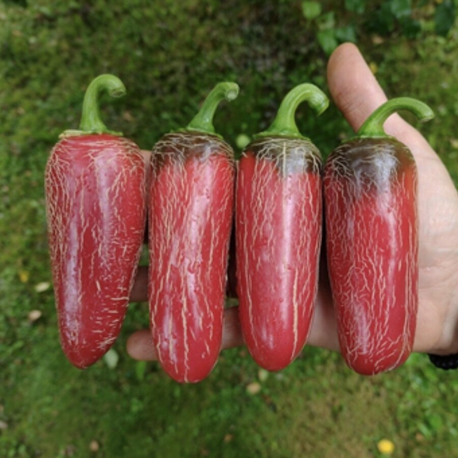 Семена Deodar SEEDS COMPANY Перец острый Jalapeno Chichimeca 5 шт.