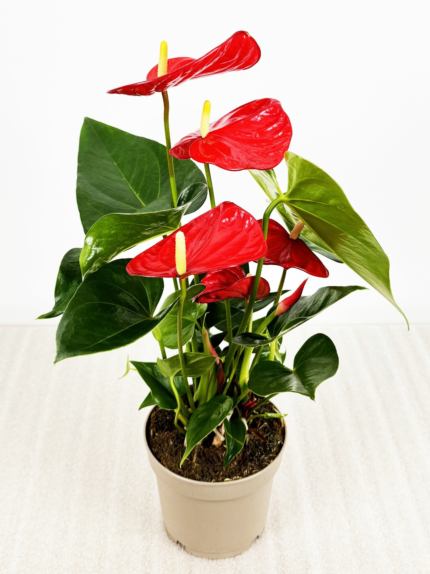 Антуриум красный в белом пластиковом горшке с поддоном, высота 40-45см