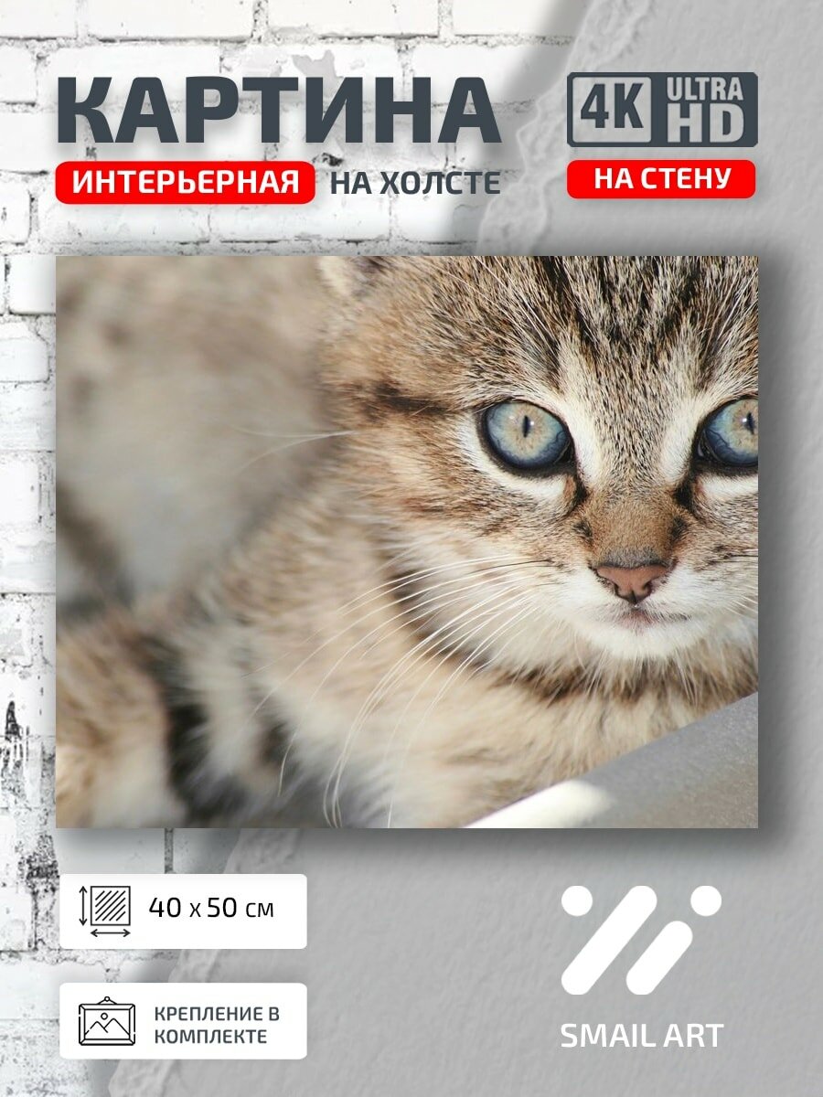 Картина на холсте интерьерная 40 на 50 на стену Животные Котенок для кабинета атмосфера