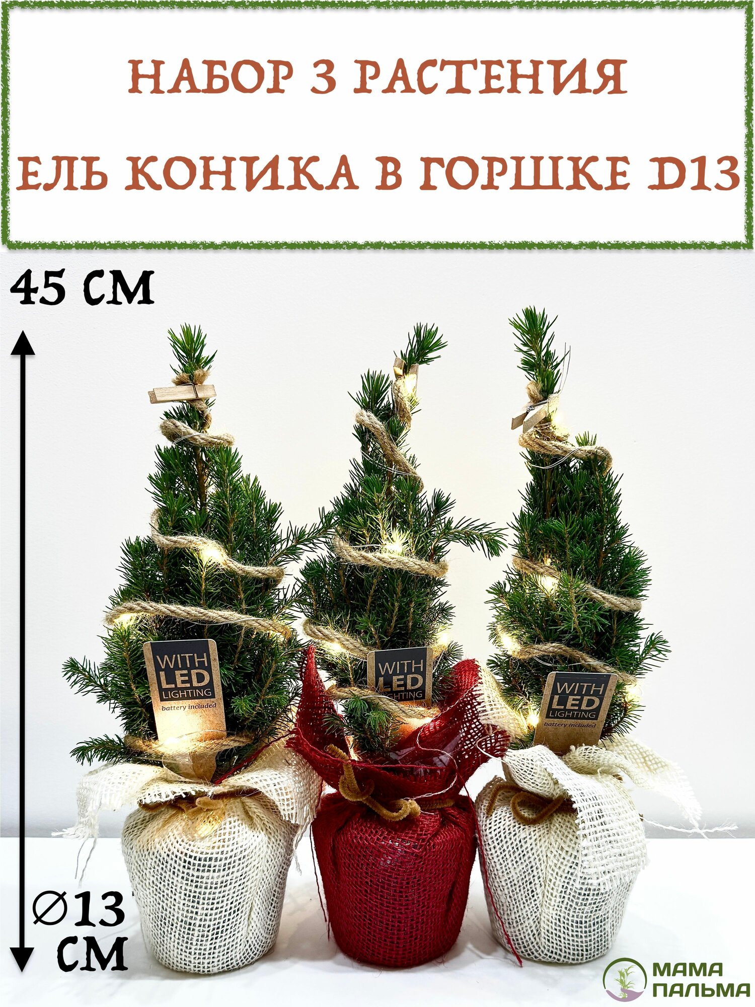 Ель живая Канадская Коника нарядная, набор 3шт , высота 45 см