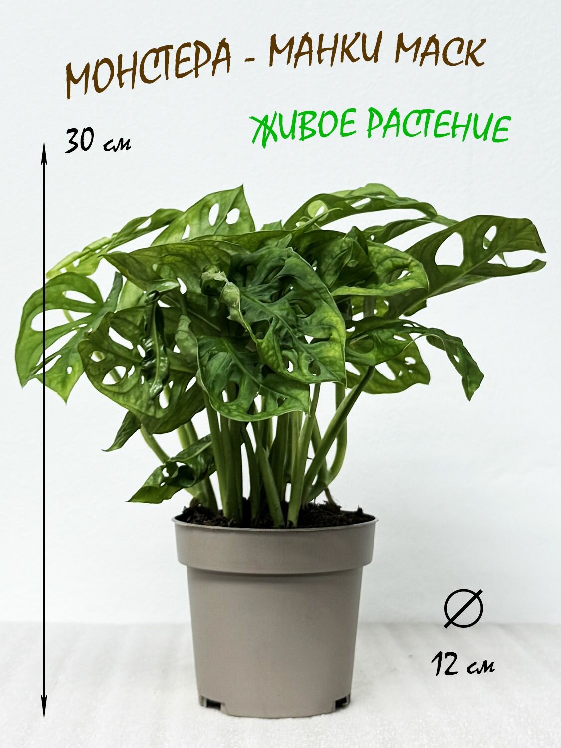 Монстера Манки Маск в горшке живой цветок, PRO фикус живое растение, высота 25-30см