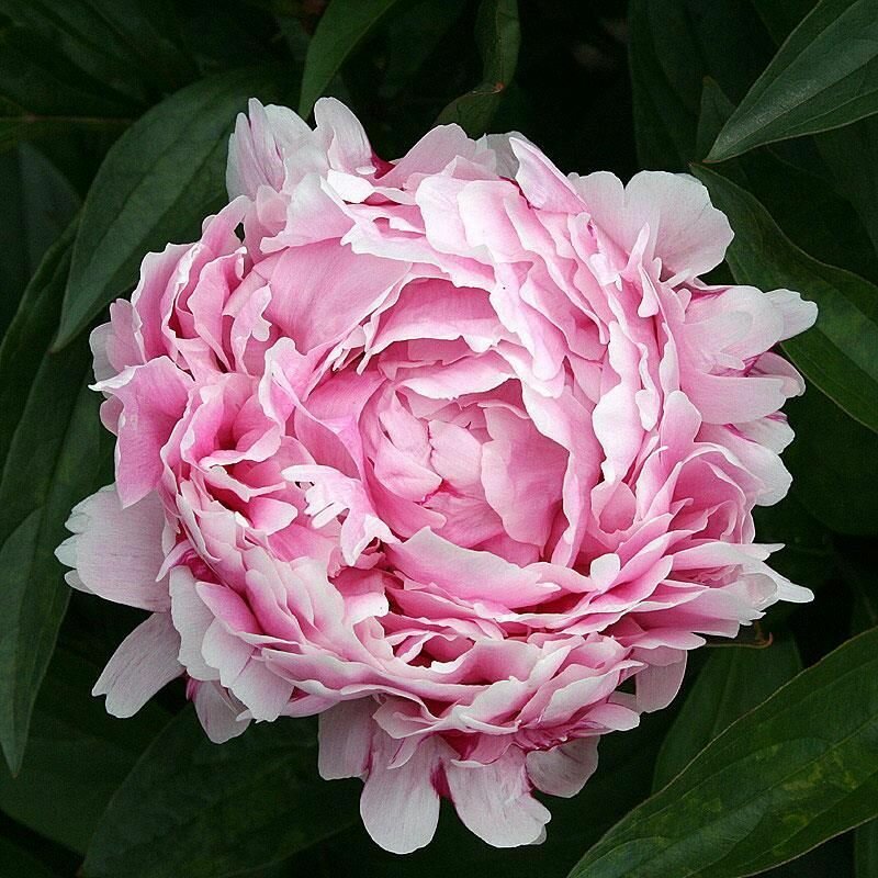 Пион Lady Alexandra Duff 1 шт.