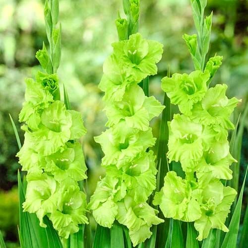 Гладиолус гофрированный Грин Стар; Луковица, 5 шт.