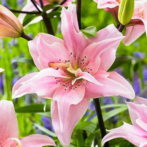 Лилия азиатская махровая Элоди; Луковица, 2 шт.