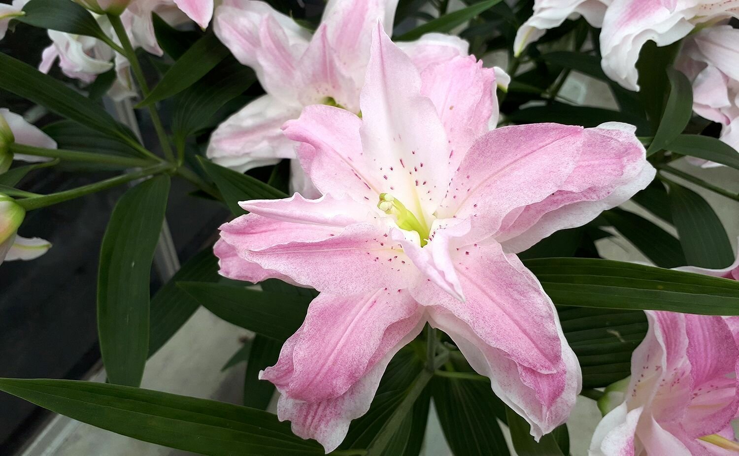 Лилия Лотус Куин 1 шт