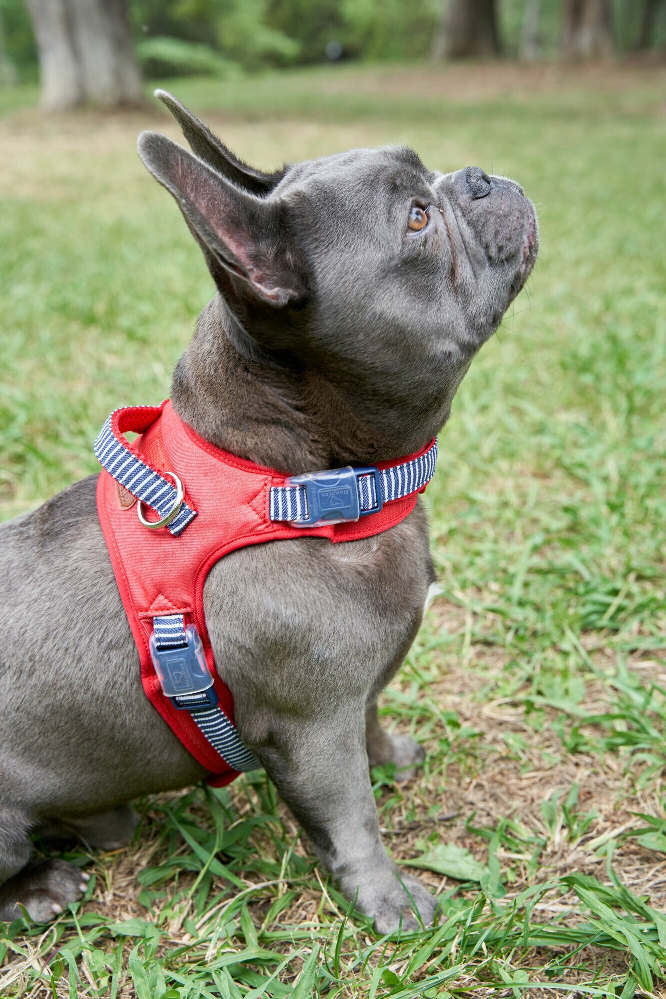 Шлейка жилетка для собак Japan Premium Pet из красного джинса с активным балансером, размер M