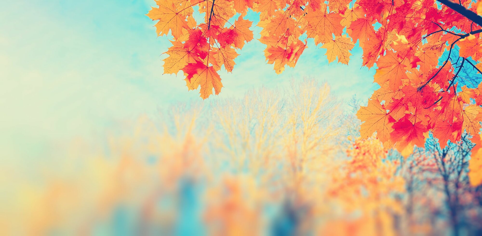 Фотообои Осенняя листва 270х612 см