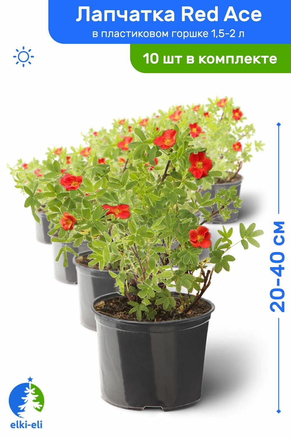 Лапчатка Red Ace (Рэд Айс) 20-40 см в пластиковом горшке 1,5-2 л, саженец, лиственное живое растение, комплект из 10 шт