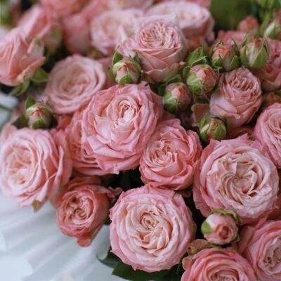 Роза Мадам Бомбастик (Miss Bombastic)