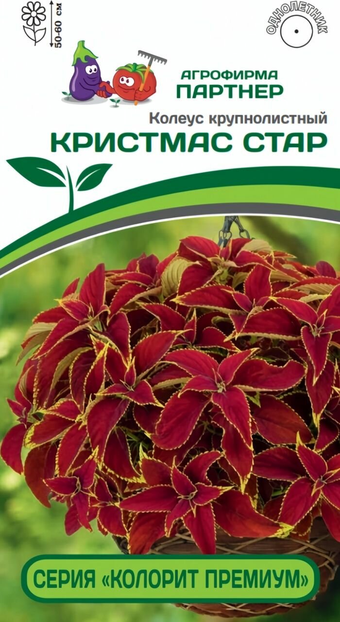 Колеус Кристмас Стар шлемниковидный крупнолистный