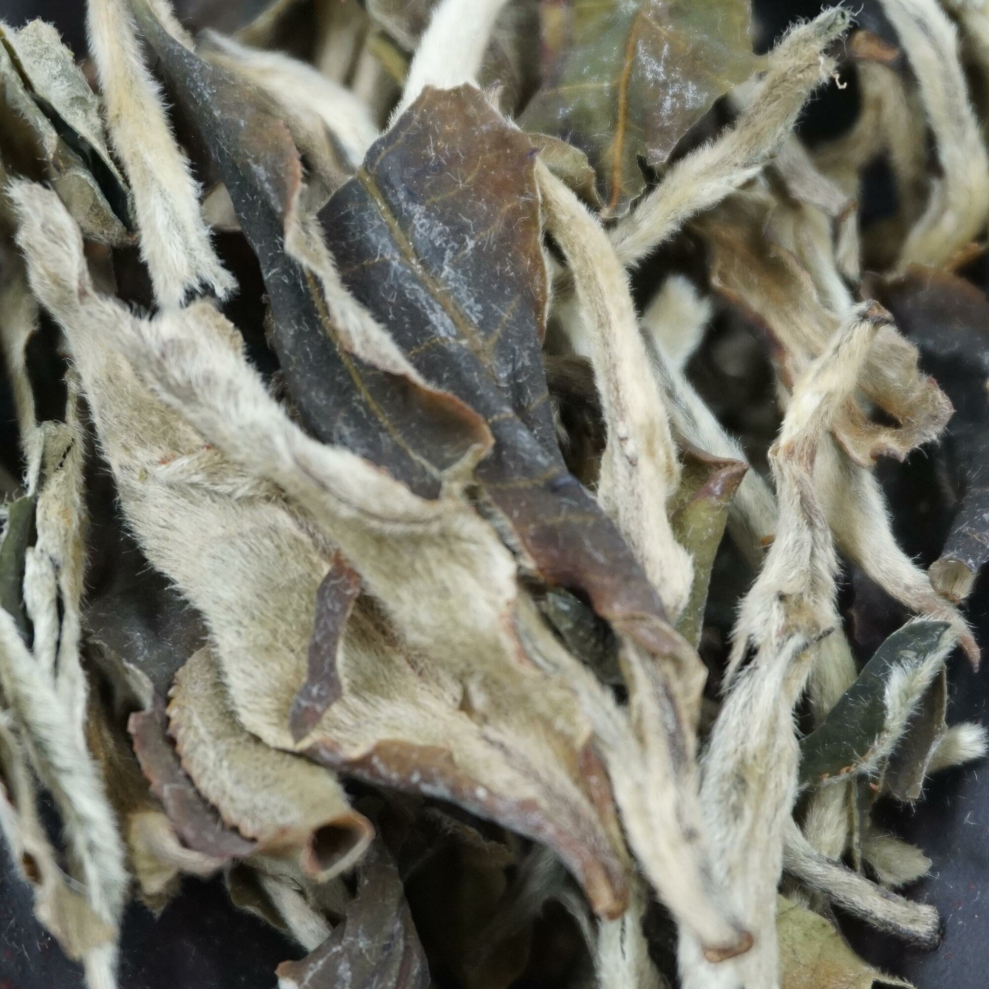 Юэ Гуан Бай (Белый чай лунного света)