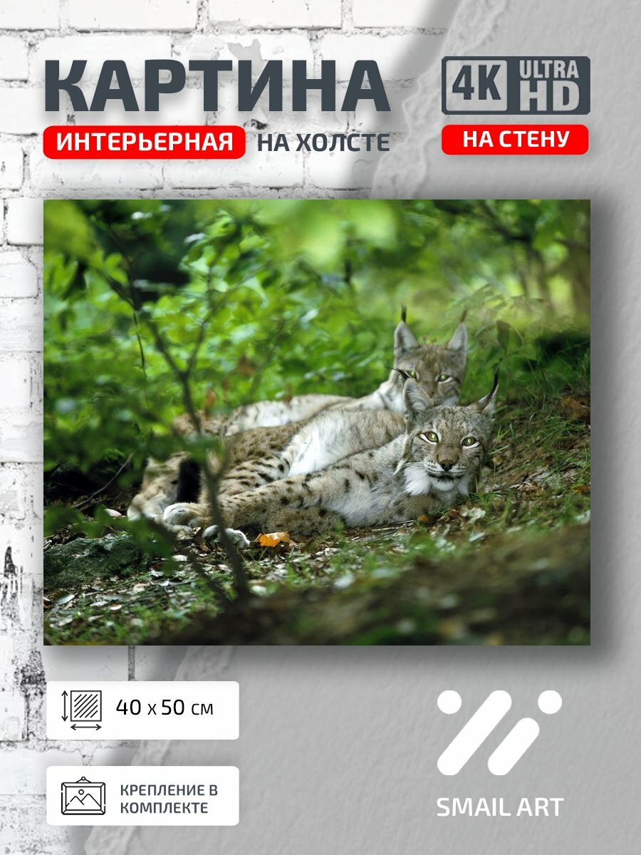 Картина на холсте интерьерная 40 на 50 на стену Рысь Mood для студии атмосфера интерьер