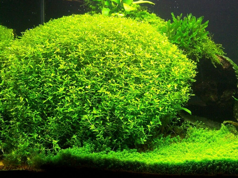 Живое аквариумное растение Хемиантус Микрантемоидез, Hemianthus micranthemoides 5*5*1 см