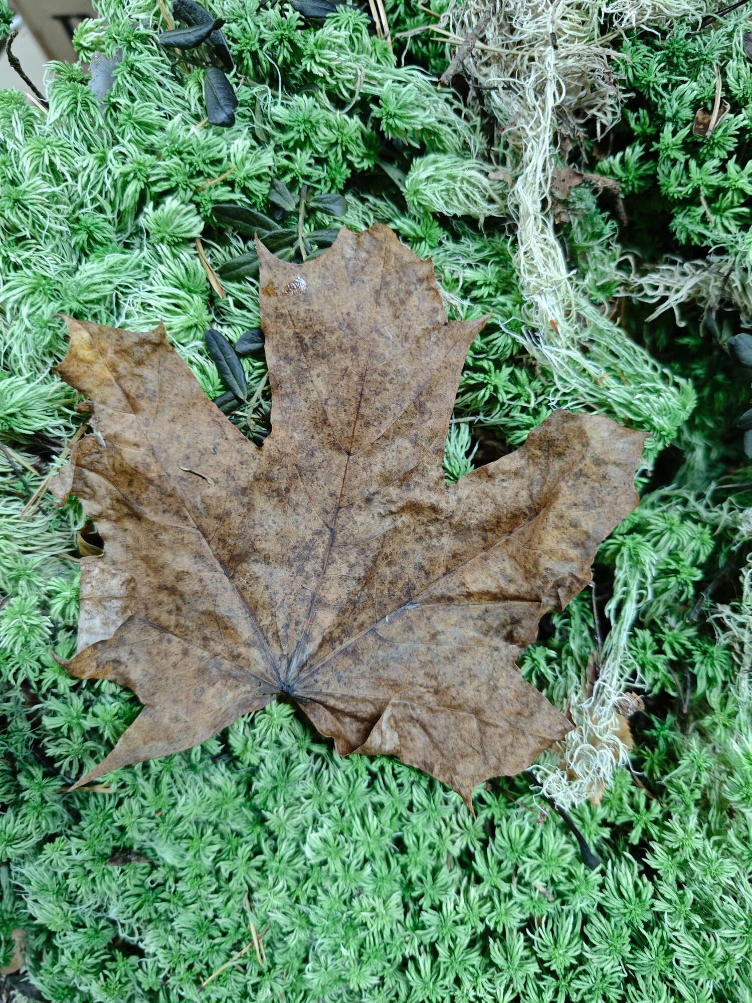 Листья клёна для аквариума