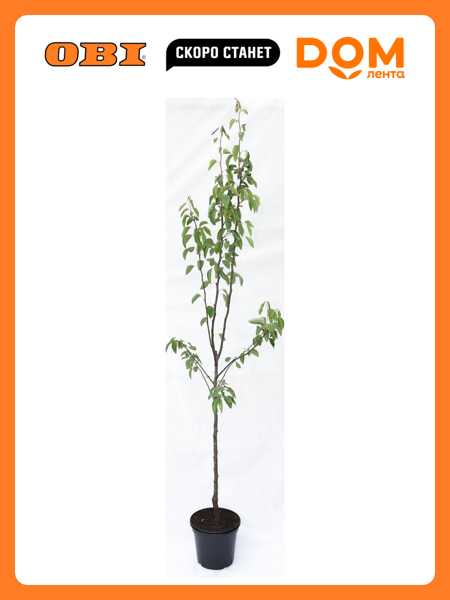 Растение Груша поиск C3 H120 в ассортименте