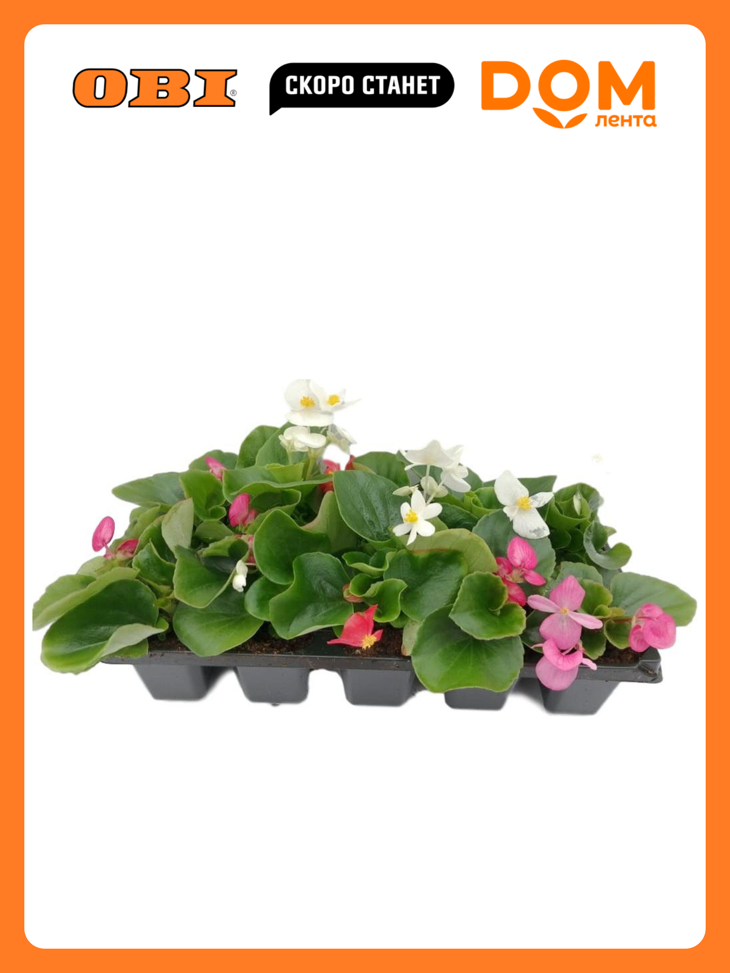 Рассада Бегонии, в кассете, 10 штук, полутень, июнь, высота 10 см, многолетние, цветы