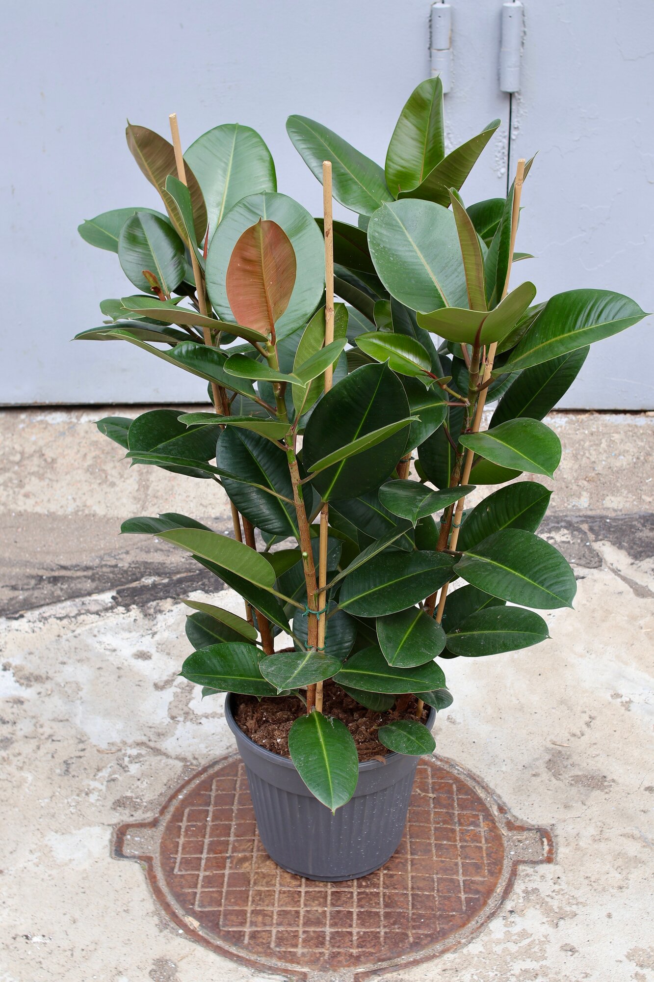 Фикус Эластика Робуста 4 ствола (D-35 H-130)