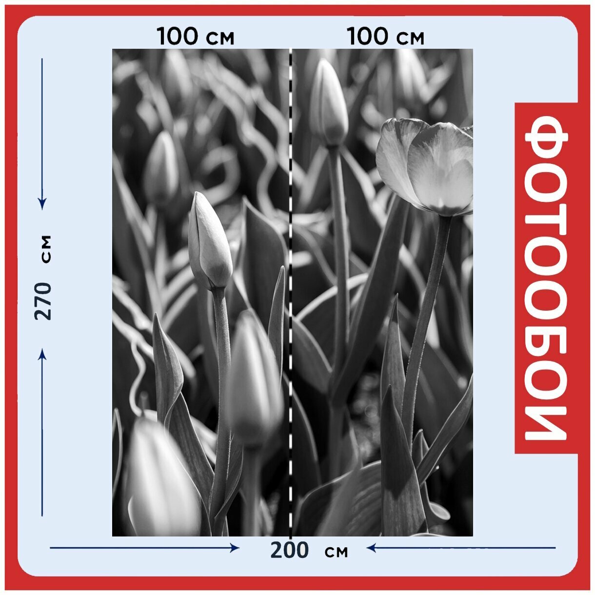Фотообои "Тюльпан, цветы, черное и белое" 200x270 см. флизелиновыена стену