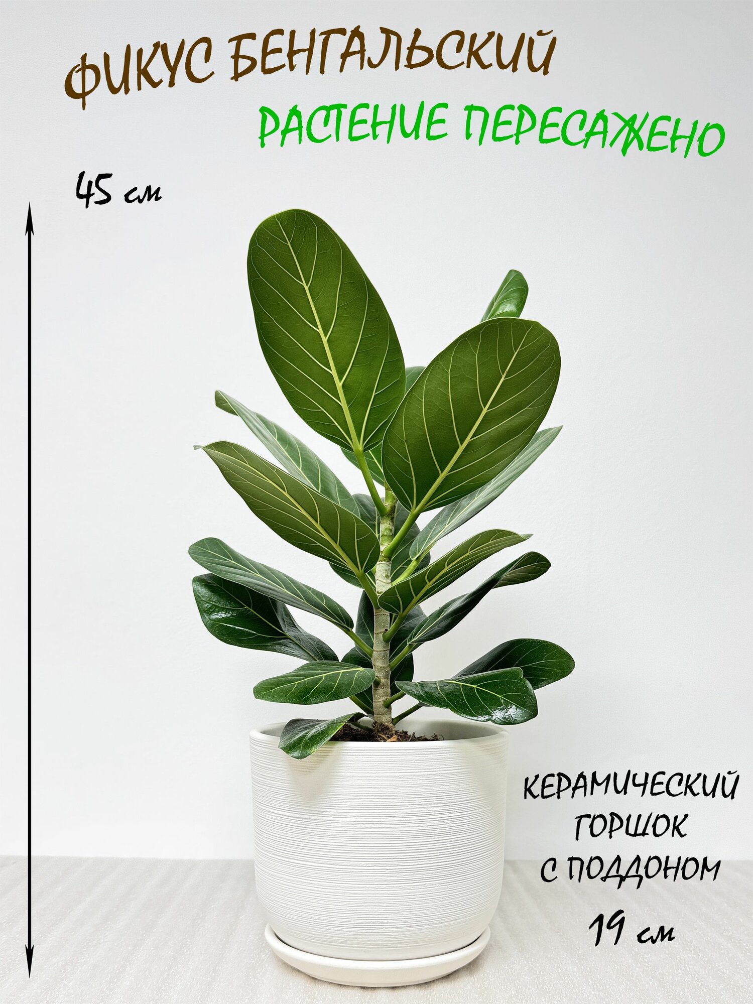 Фикус Бенгальский Одри в белом керамическом горшке с поддоном, высота 45см