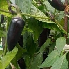 Семена Острый перец Black Cuban, 5 семян + подарок