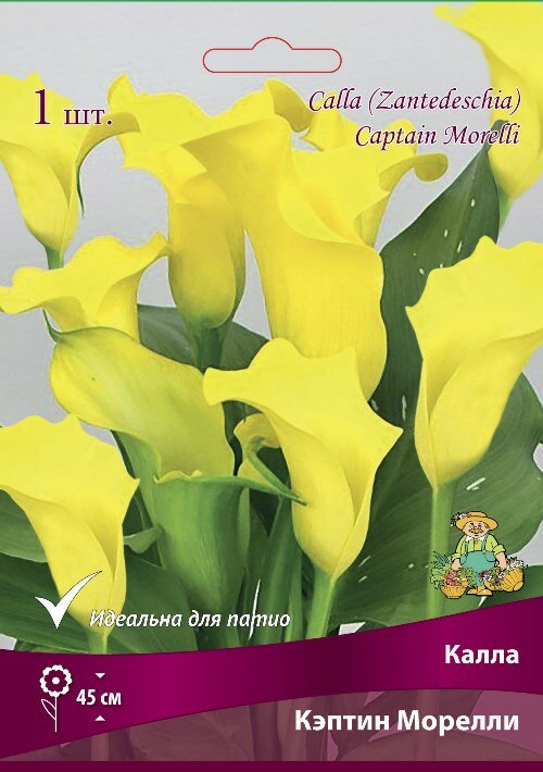 Калла Кэптин Морелли 1 шт.