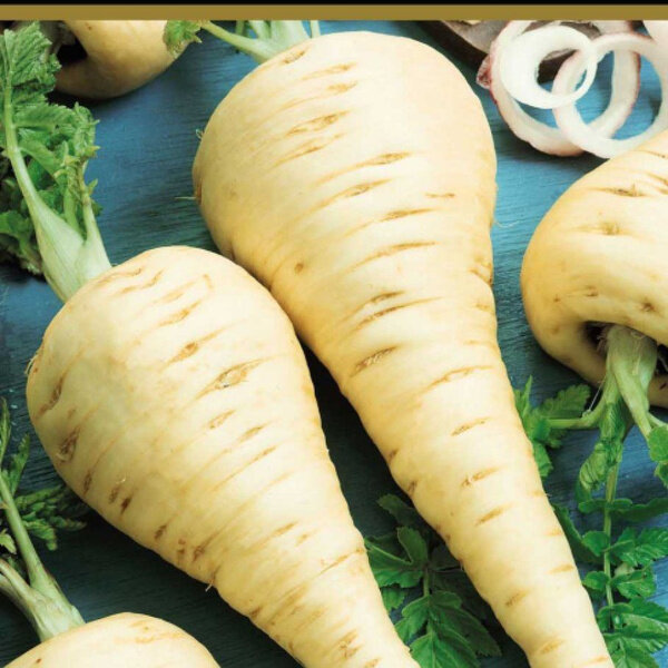 Семена Пастернака "Круглый", 10 шт. семян