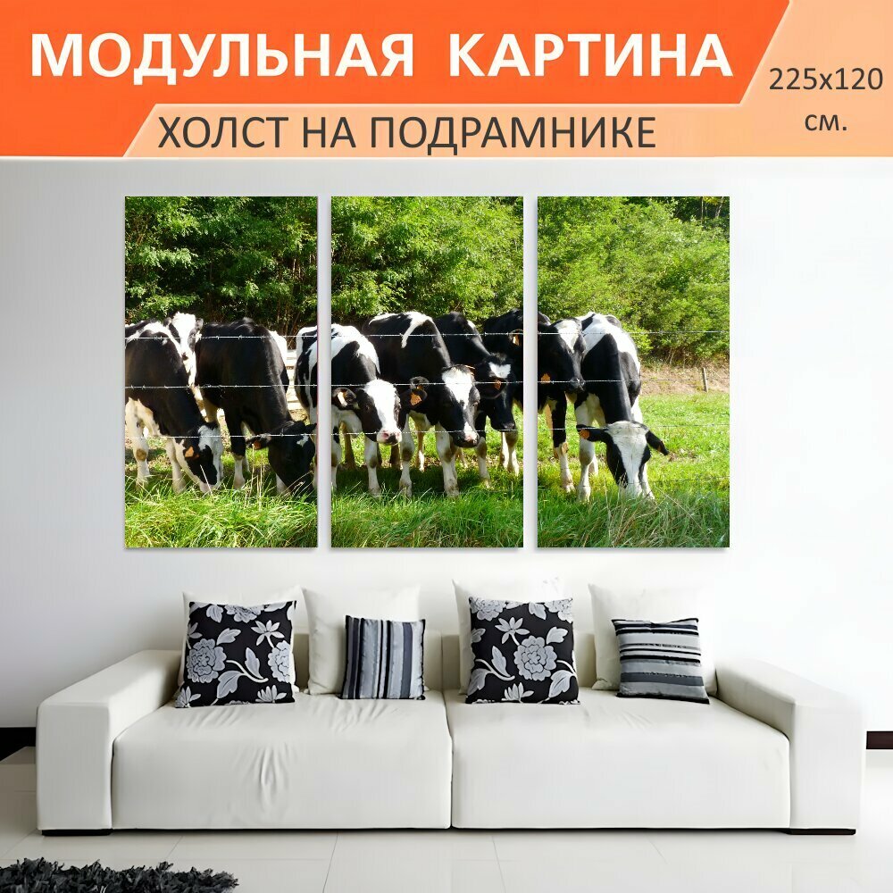 Модульная картина на холсте "Коровы Линия пасущимися коровами. корова коровы крупного рогатого скота ферма трава едят выпас говядина мясо икры" триптих на подрамнике 225х120 см. для интерьера