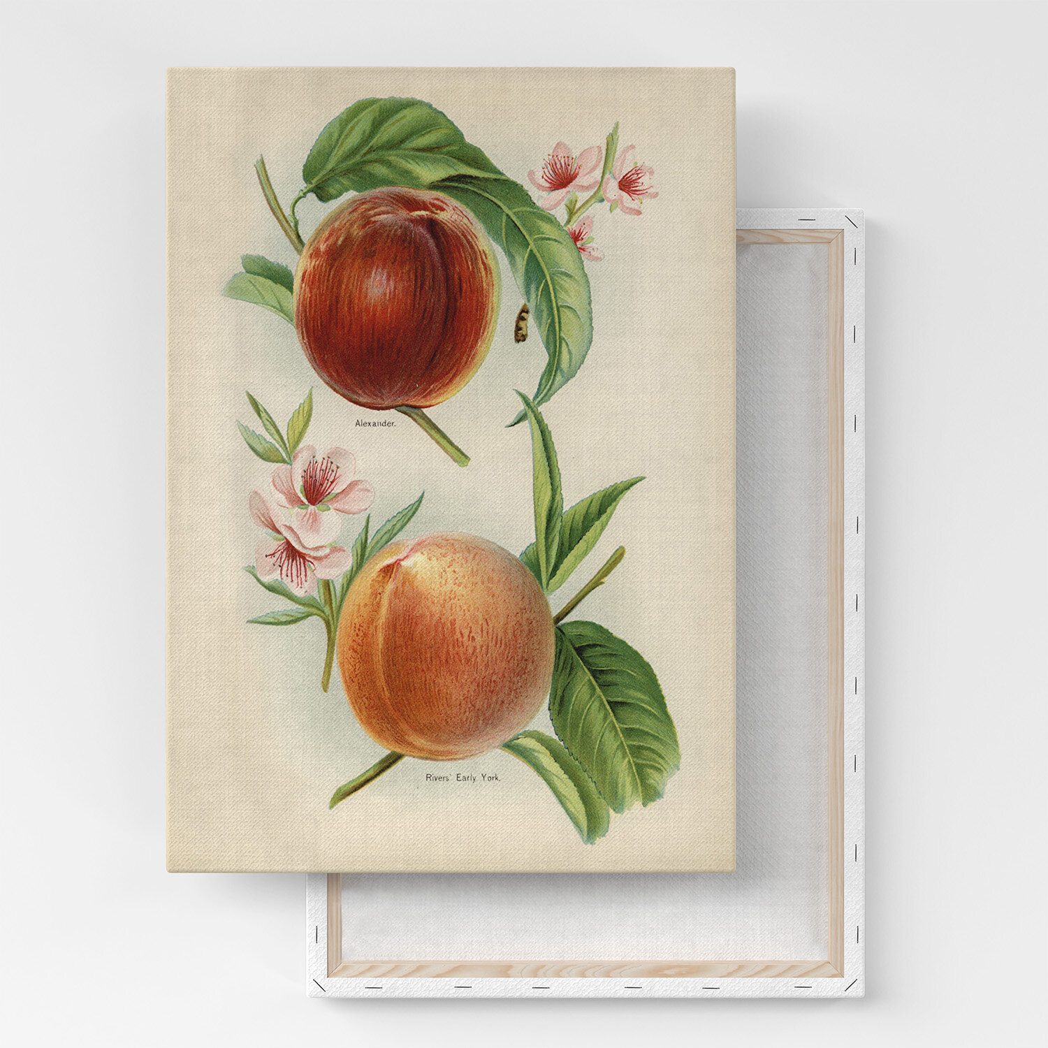 Картина на холсте, репродукция / Гравюры фруктов - персики / Размер 60 x 80 см