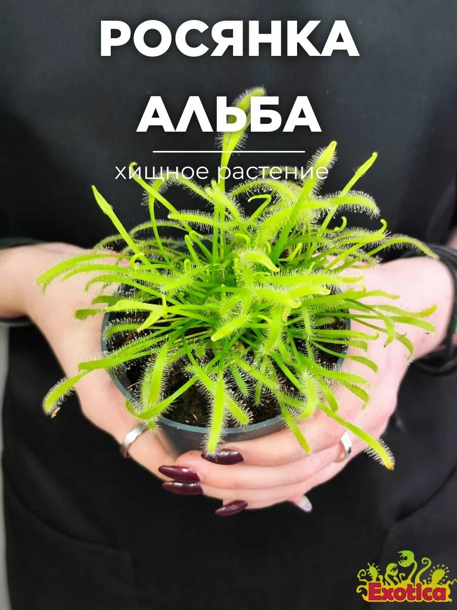 Росянка Альба (Drosera Alba) D9см, живое растение