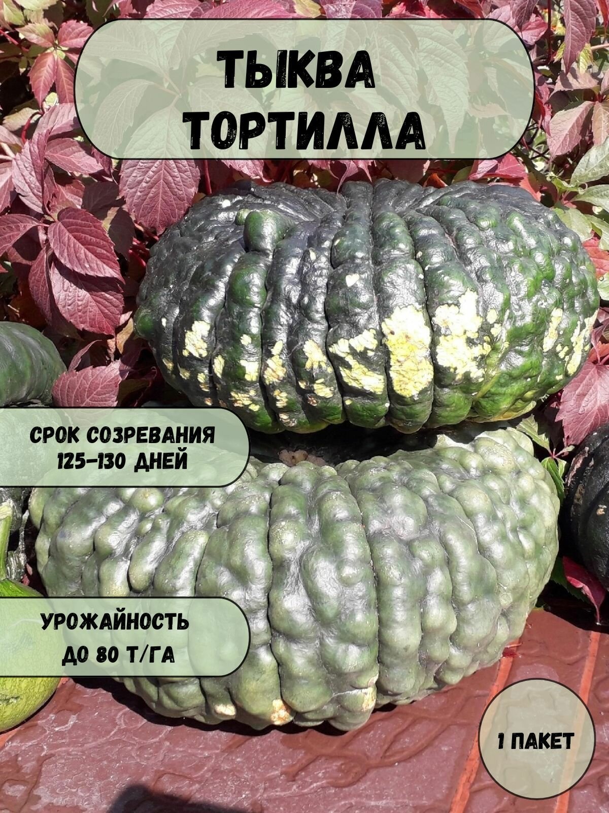 Тыква Тортилла семена 10 шт