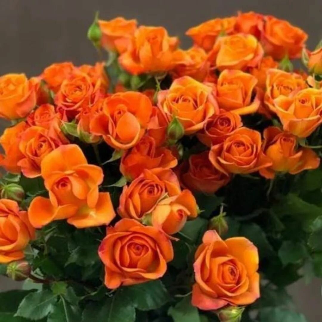 Роза спрей Мандарин, желто-красно-оранжевая, многолетняя, высота 60 см, 2 саженца