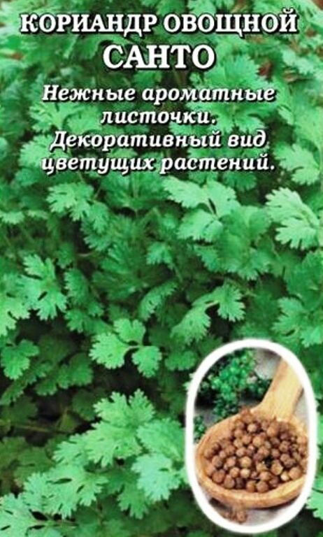 Семена Кориандр Санто