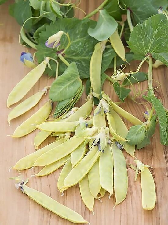 Семена Горох овощной Голден свит