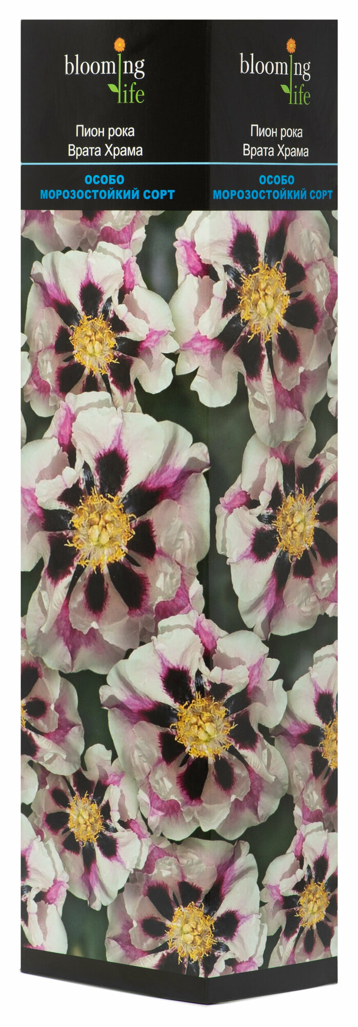 Саженец пиона рока Врата Храма