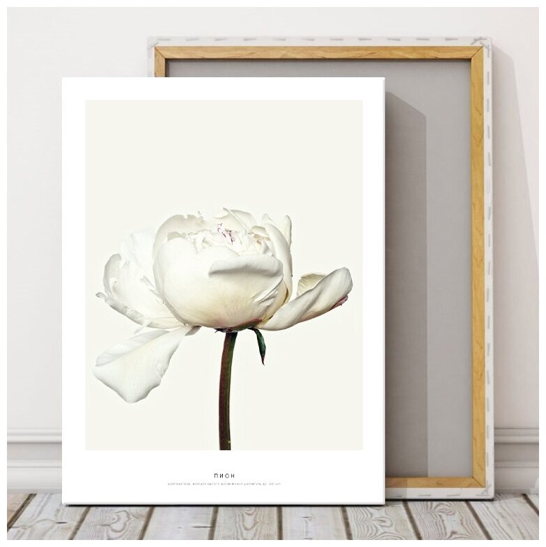 Картина на холсте "Белый пион" 40х50 см, на стену для интерьера