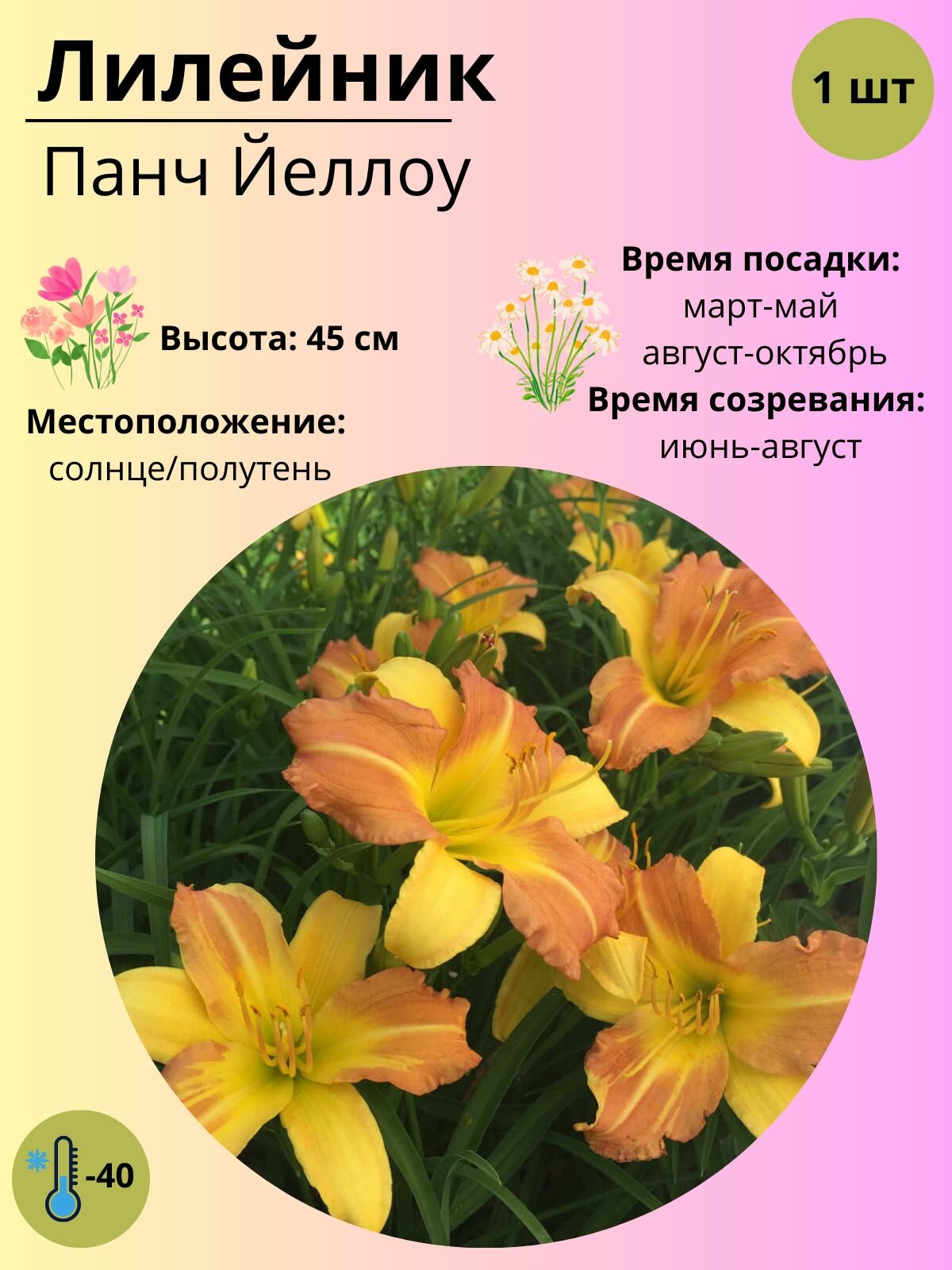 Лилейник Панч Йеллоу, многолетние цветы