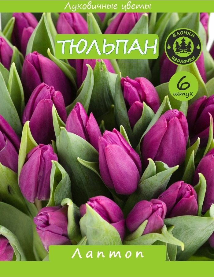 Тюльпан Луковица, Лаптоп, 6шт крупные