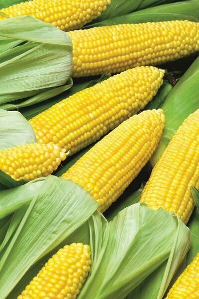 Семена Кукурузы "Золотой Початок", 10 шт. семян