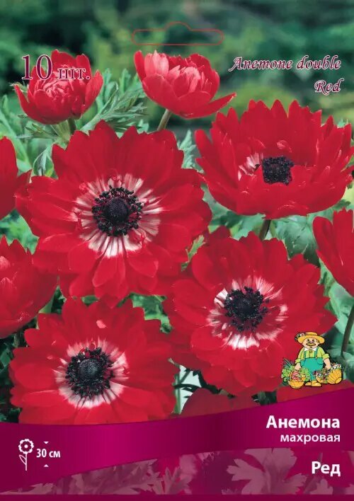 Анемона махровая Ред луковица 5/6