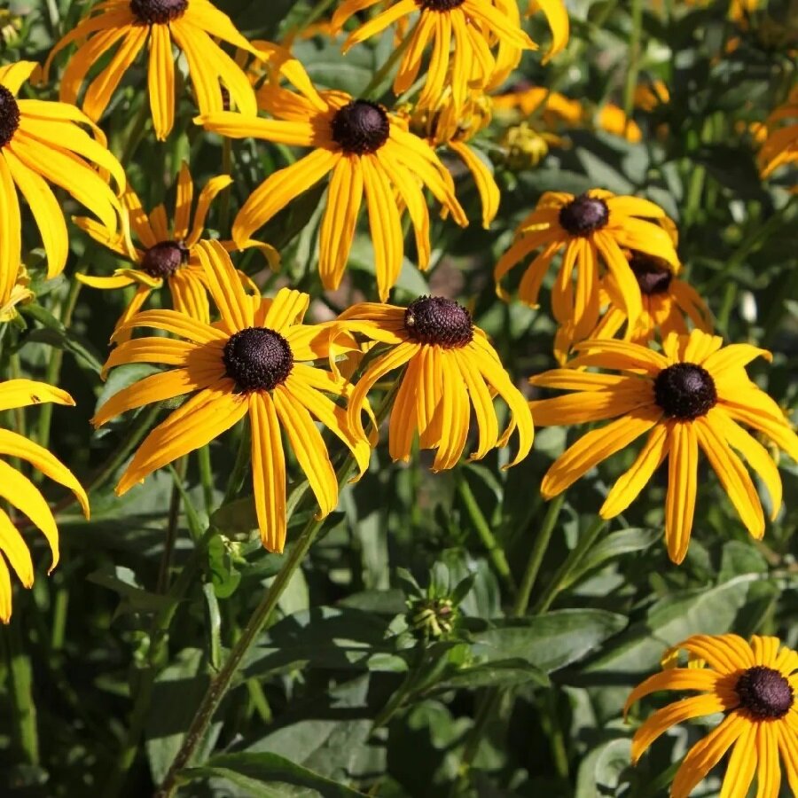 Семена Deodar SEEDS COMPANY Рудбекия Мармелад 50 шт.