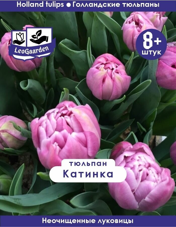 Тюльпан Катинка 8+ шт — фото 1