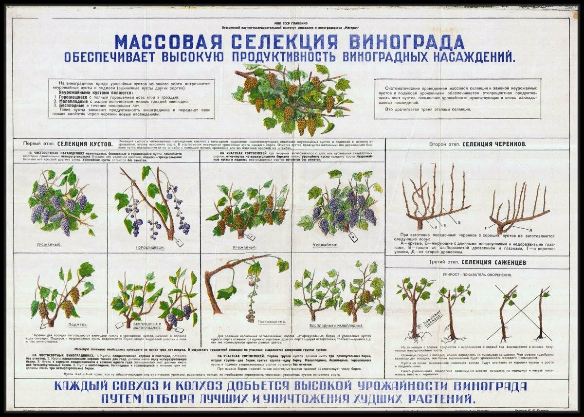 Советский плакат овощеводство растениеводство; Антиквариат 1947 г; Декор настенный винтажный 86/56 см.