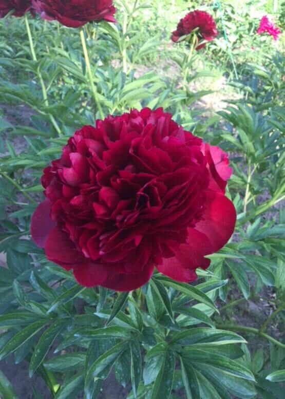 Пион RED GRACE 1шт