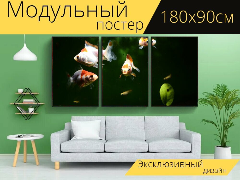 Модульный постер "Золотая рыбка, рыба, аквариум" 180 x 90 см. для интерьера