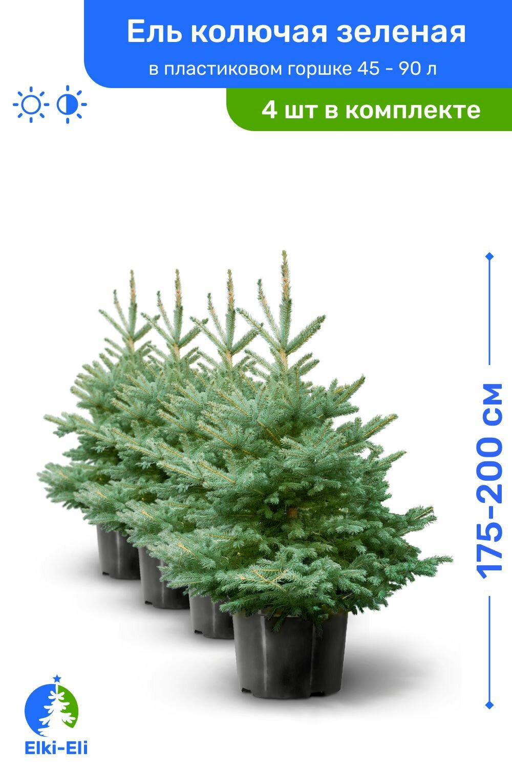 Ель колючая зелёная 175-200 см в пластиковом горшке 45-90 л, саженец, хвойное живое растение, комплект из 4 шт