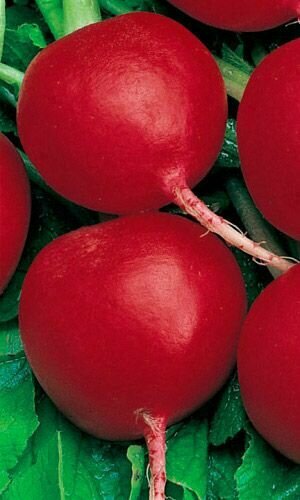 Коллекционные семена редиса Софит