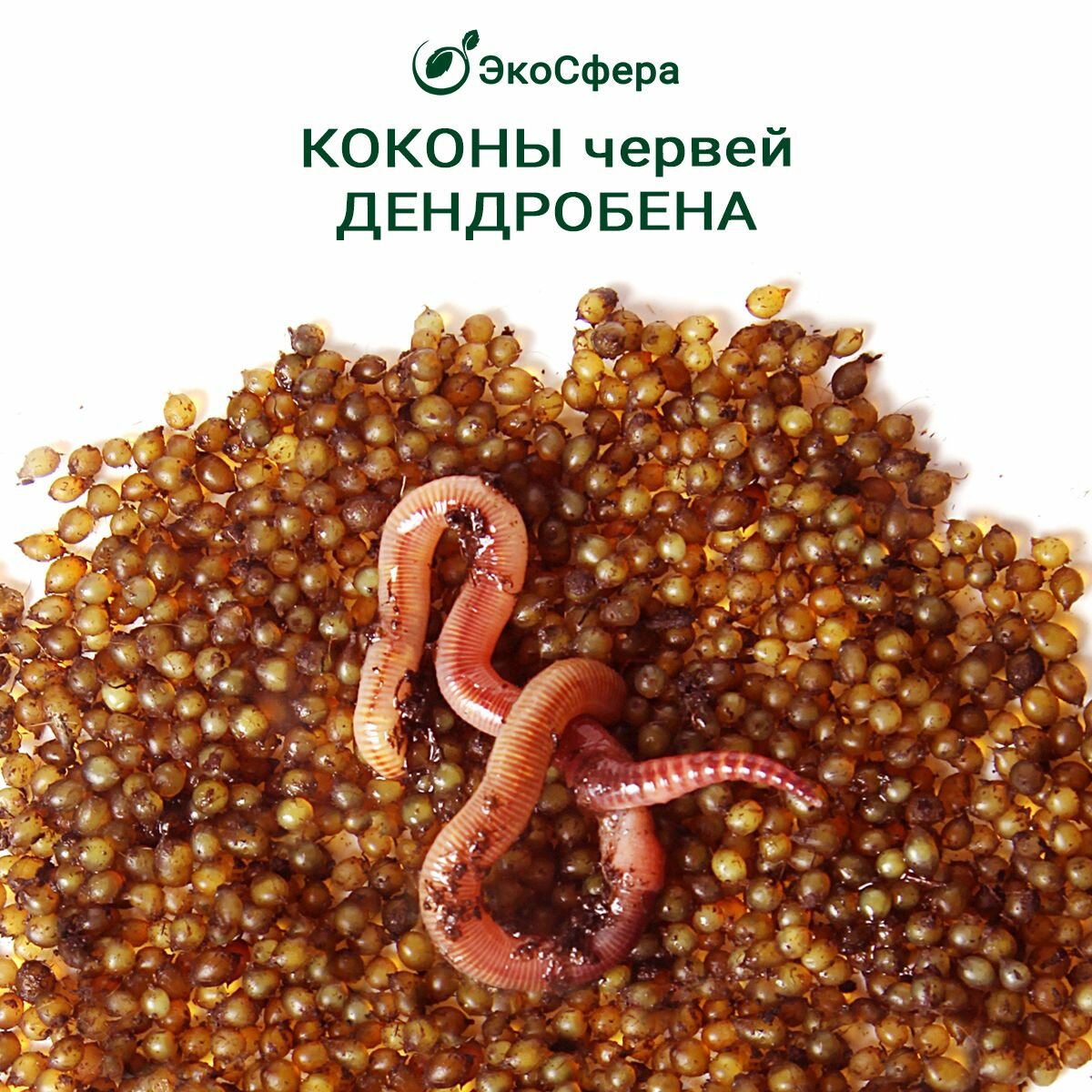 Инсектологическая ферма