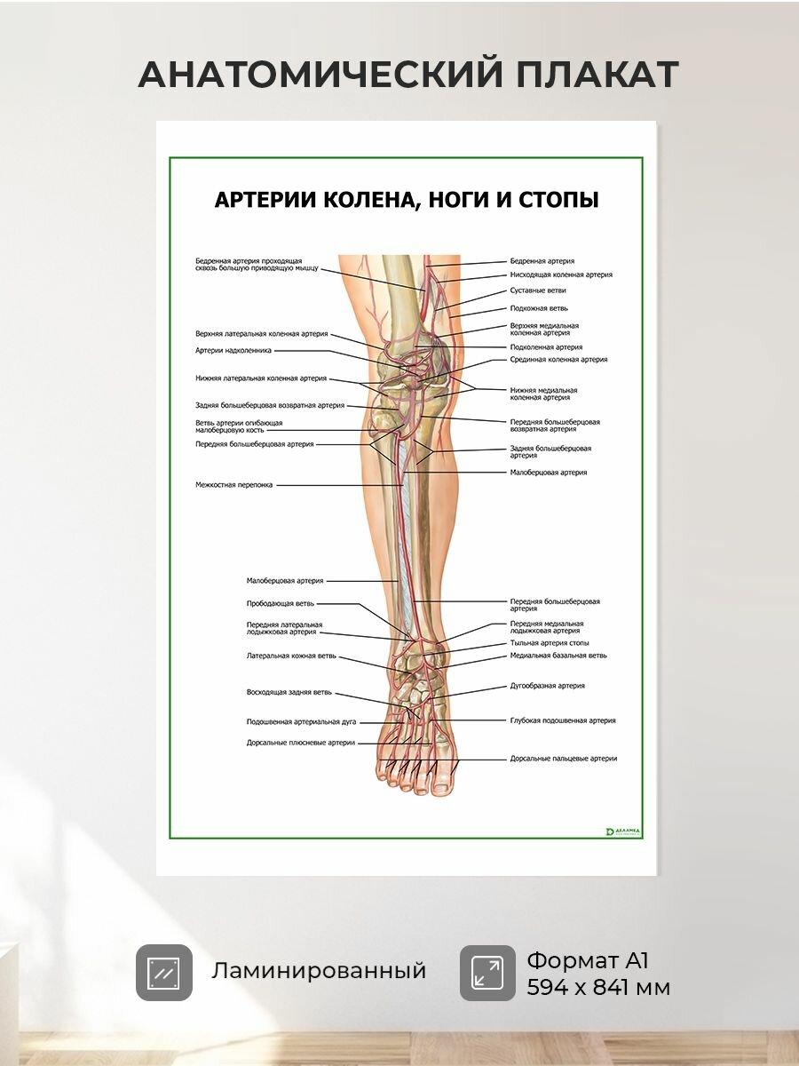 Обучающий медицинский плакат ламинированный формат А1 Артерии колена, ноги и стопы