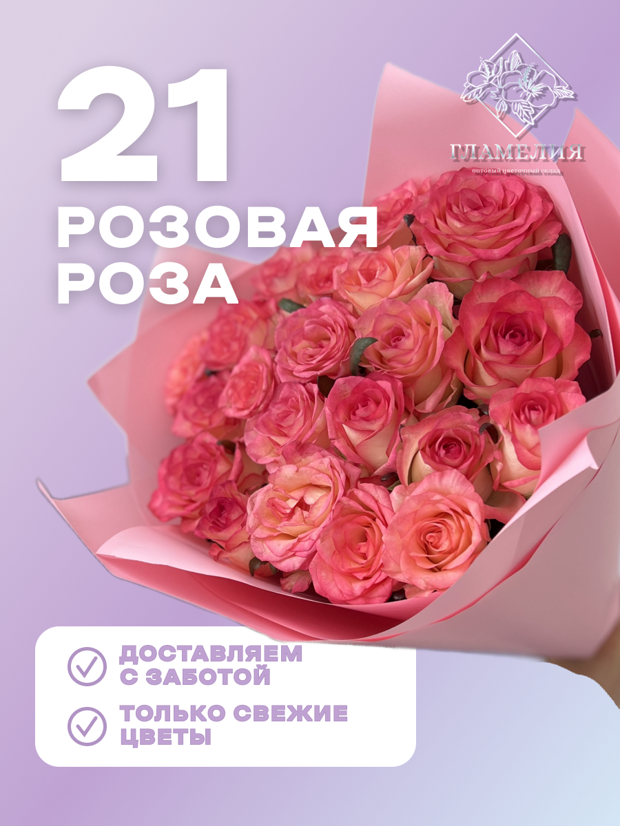 Гламелия цветы «Двухцветная нежность»: 21 роза Jumilia в пленке – купить свежие цветы с доставкой в Москве