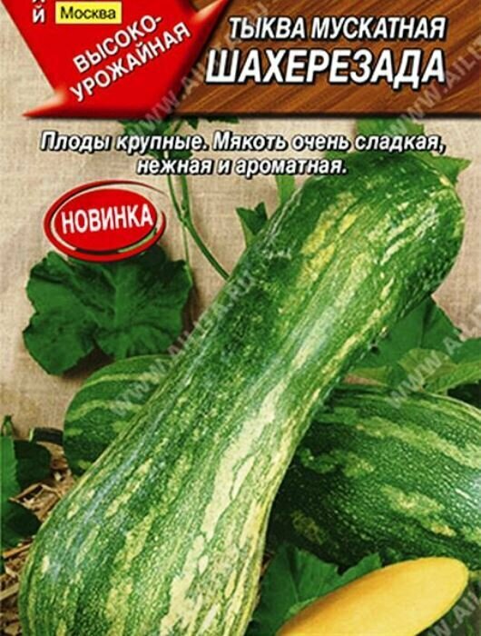 Семена Тыква мускатная Шахерезада